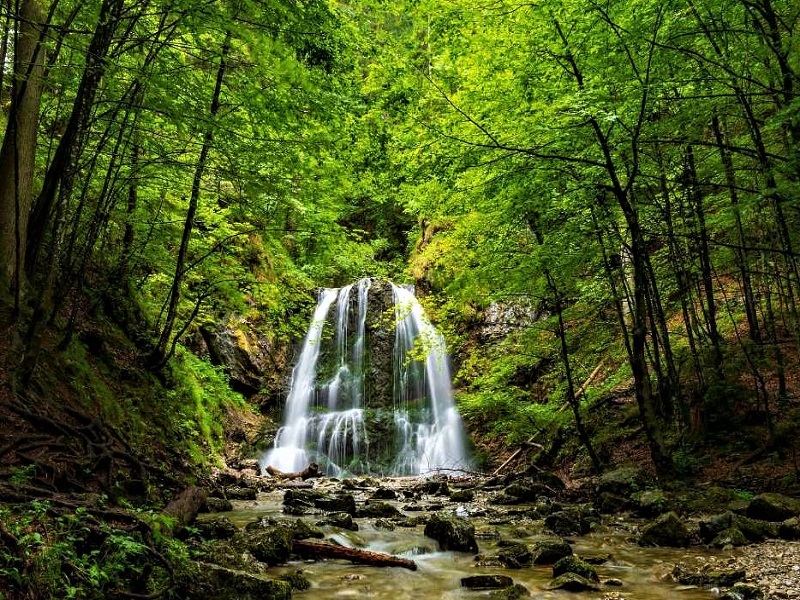 Brunei, Andulau Forest Reserve | Indonesia Traveler